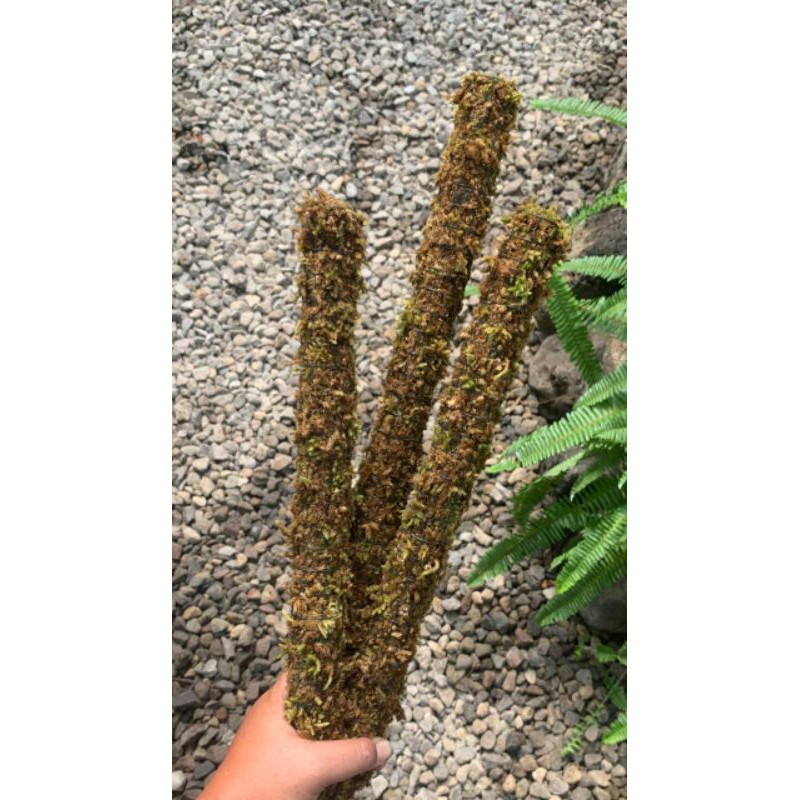 Jual Turus Lumut 50cm ( tidak bisa digabung dengan tanaman) | Shopee ...