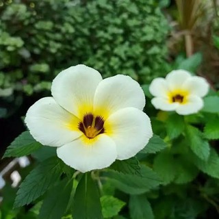 Tanaman Hias Bunga Yolanda Berbunga - Bunga Hias Pukul 9 (Warna Putih ...