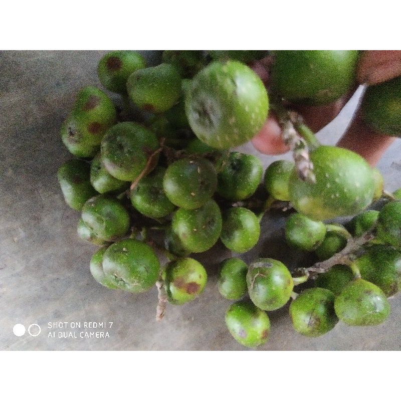 Jual buah awar awar segar 500 gram | Shopee Indonesia