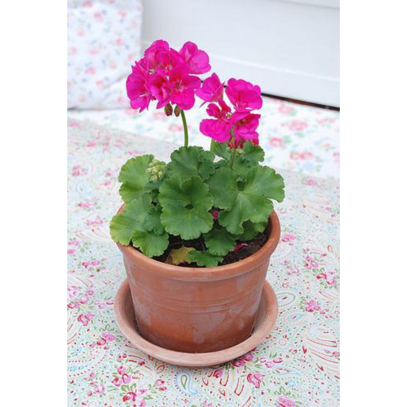 Jual [PREMIUM] Bunga Geranium Aneka Warna Tanaman Hias | Shopee Indonesia