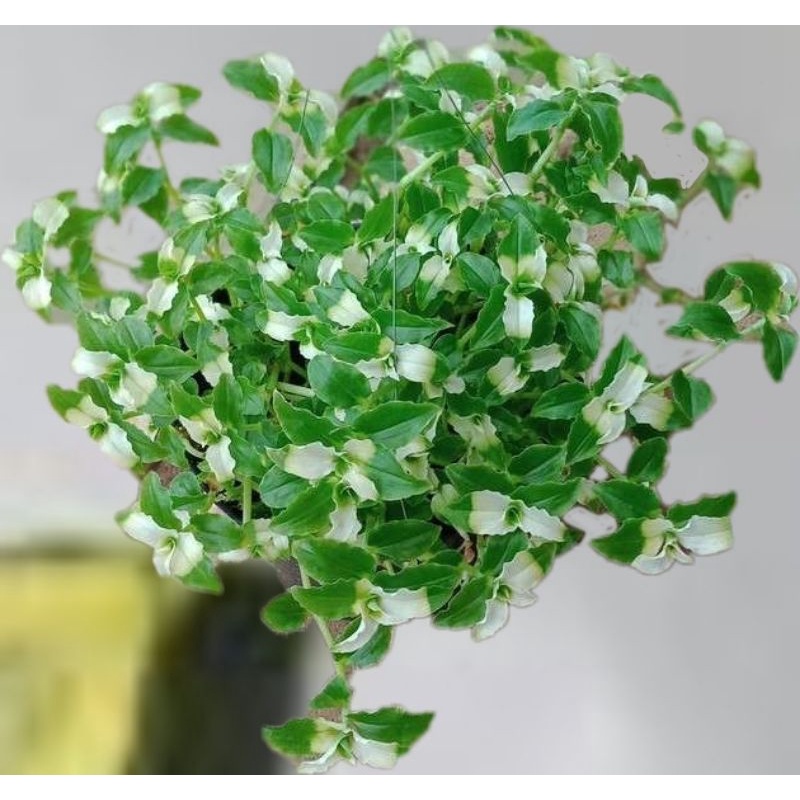 Jual Tanaman hias gantung Janda merana variagata | Shopee Indonesia