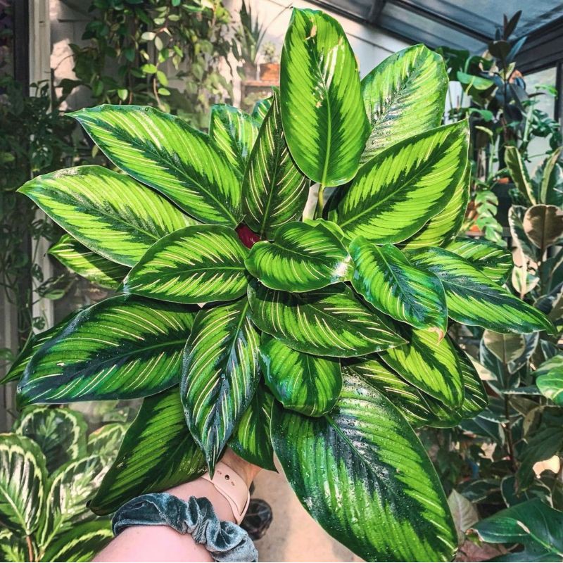 Jual Calathea Beauty star / tanaman hias Beauty star anakan | Shopee ... Jual Calathea Beauty star / tanaman hias Beauty star anakan | Shopee ...