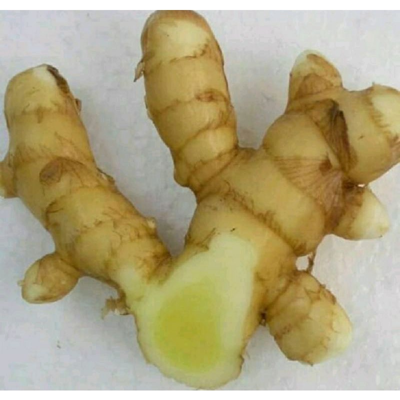 Jual Koneng Bodas 1kg segar terbaik | Shopee Indonesia