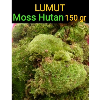 Jual lumut moss hutan lumut hutan spagnum moss media tanam anggrek ...