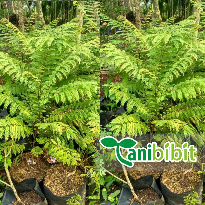 Jual Bibit Pohon Jacaranda - Jakaranda Indonesia|Shopee Indonesia