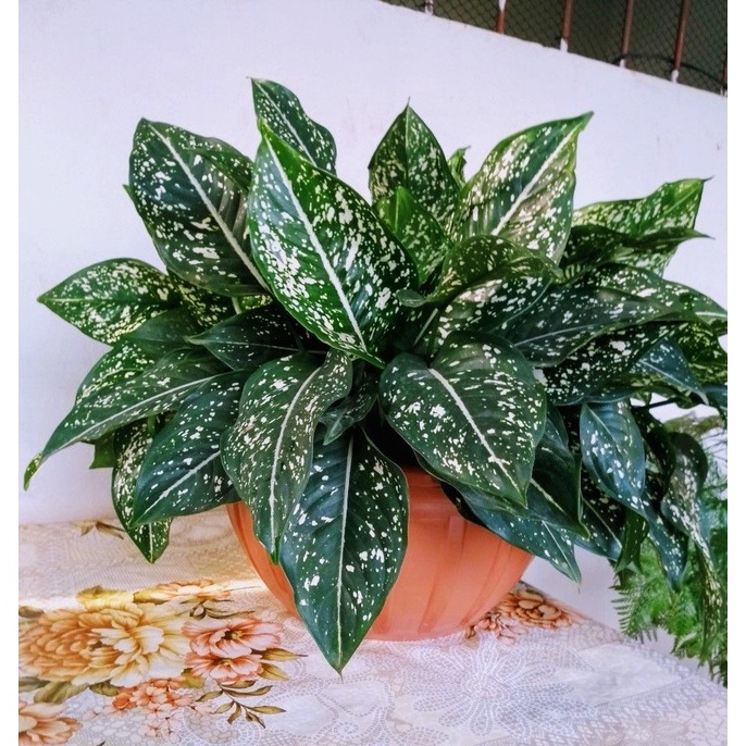 Jual AGLONEMA SRIKIT HIJAU TANAMAN AGLONEMA COSTATUM BLANCENG BERAS ...