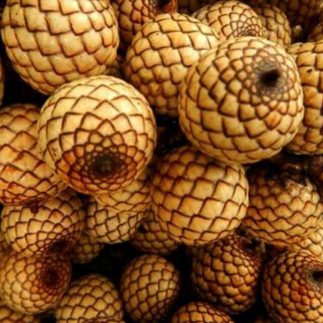 Jual Biji Rotan / Hiasan Mahar / Isian Terarium Ringbox / Biji-bijian ...