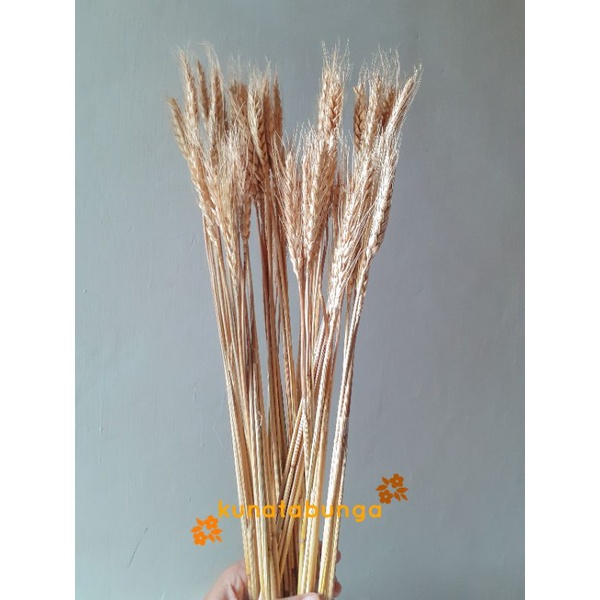 Jual BUNGA GANDUM KERING | DRIED FLOWER PADI | BUNGA KERING AESTHETIC ...