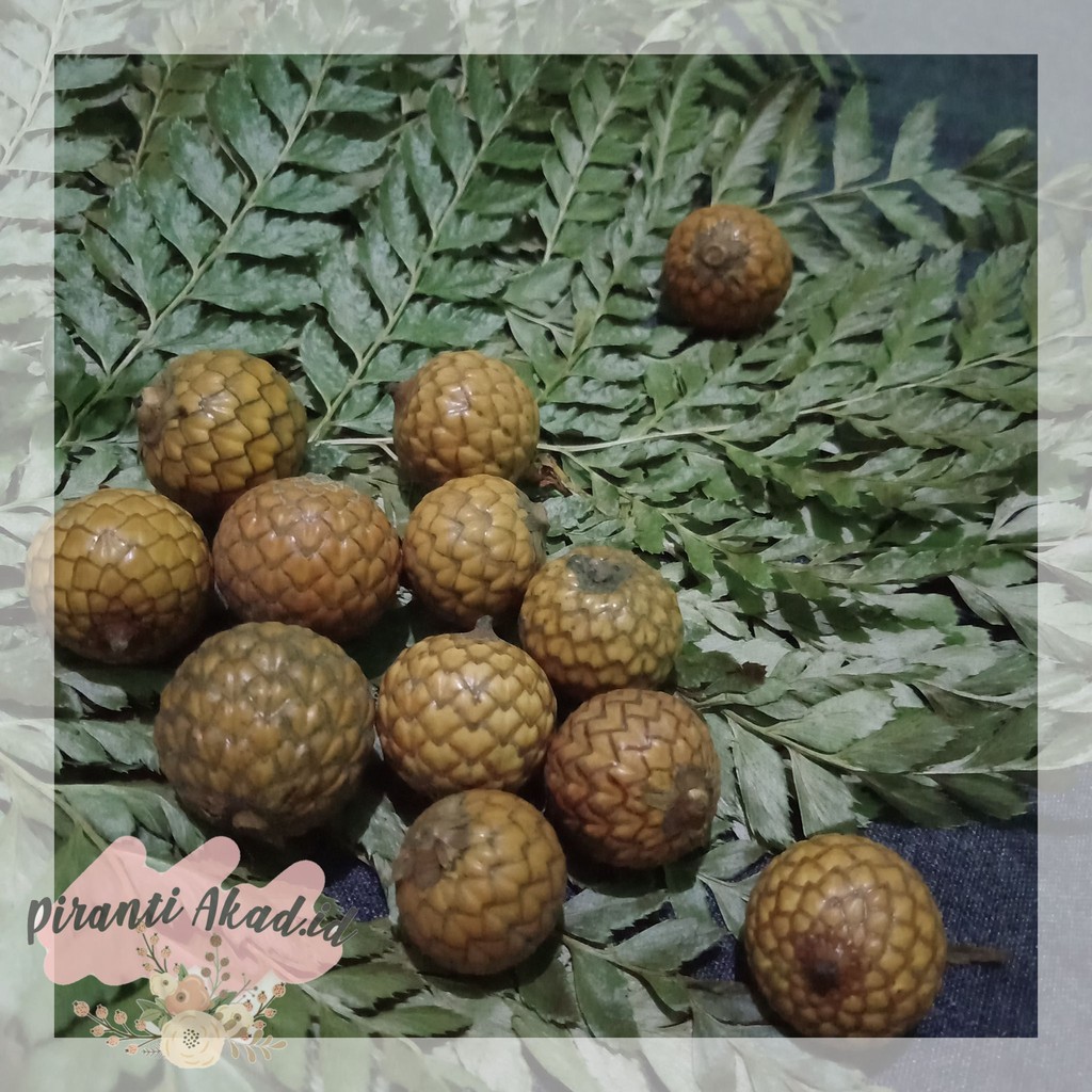 Jual BIJI BUAH ROTAN RUSTIC | Shopee Indonesia