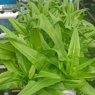 Jual Benih Sayur Selada Siomak - Selada Wangi Siomak Hijau ( 1000 Grm ...
