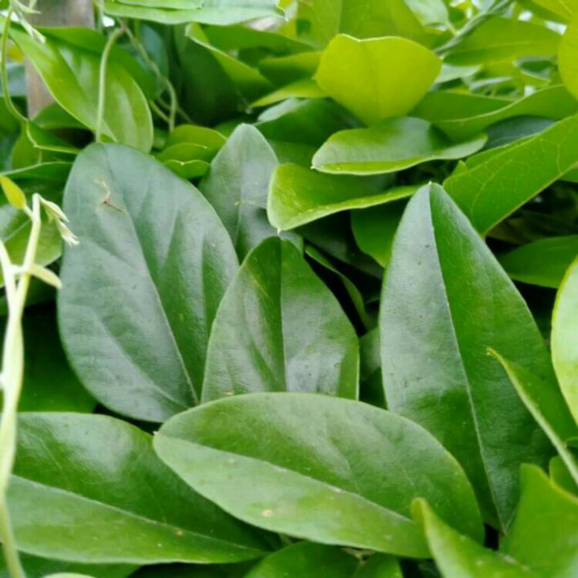 Produk Kebun Hijau Trenggalek | Shopee Indonesia