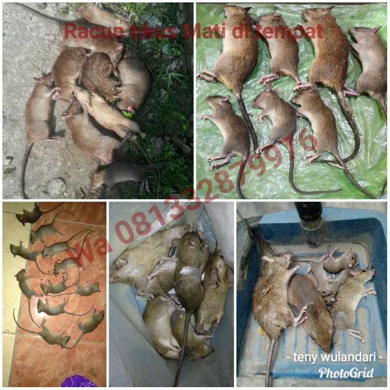 RACUN TIKUS AMPUH MATI DI TEMPAT ORIGINAL | Shopee Indonesia