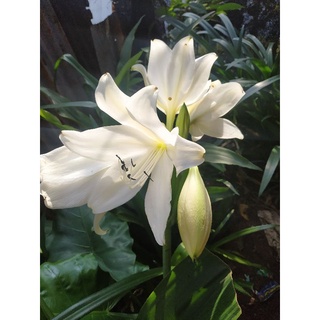 Jual UMBI BUNGA BAKUNG PUTIH / BIBIT BUNGA LILY PUTIH / AMARILIS PUTIH ...
