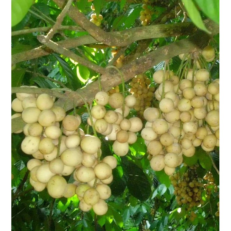 Harga buah duku surabaya Terbaru Mar 2026 | BigGo Indonesia