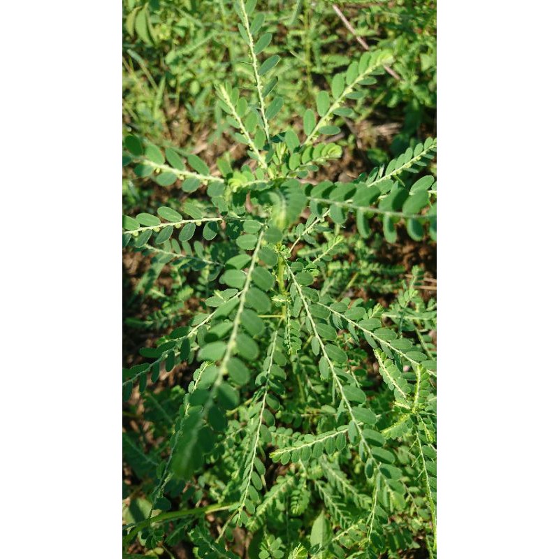 Jual daun tanaman meniran segar | Shopee Indonesia