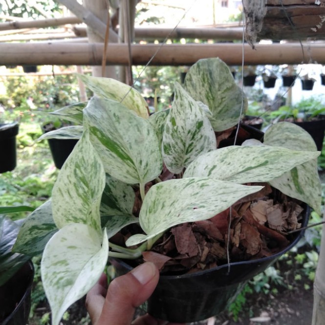 Jual Sri gading varigata - srigading variegata - srigading putih ...