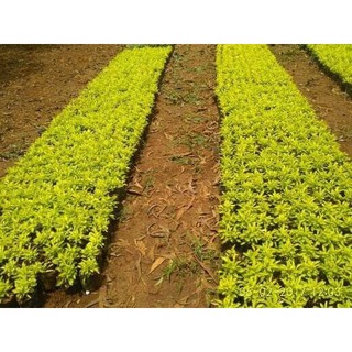 Tanaman murah / Krokot termurah /kerokot kuning / krokot kuning ...