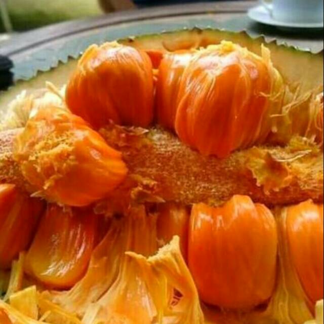 Jual Bibit Cempedak Merah Orange Asal Kalimantan Rasa Lebih Manis ...