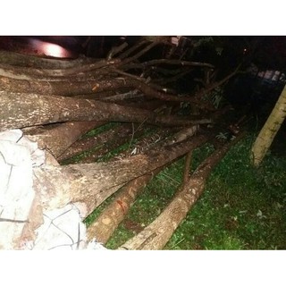 Jual Pohon ki Hujan, Pohon Trembesi, Tanaman Pelindung | Shopee Indonesia