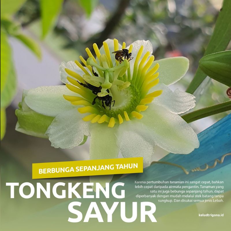 Jual bibit TONGKENG SAYUR pakan trigona | Shopee Indonesia
