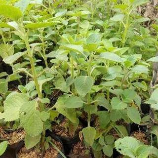 Jual Pohon jinten putih tanaman herbal bibit pohon jinten putih ...
