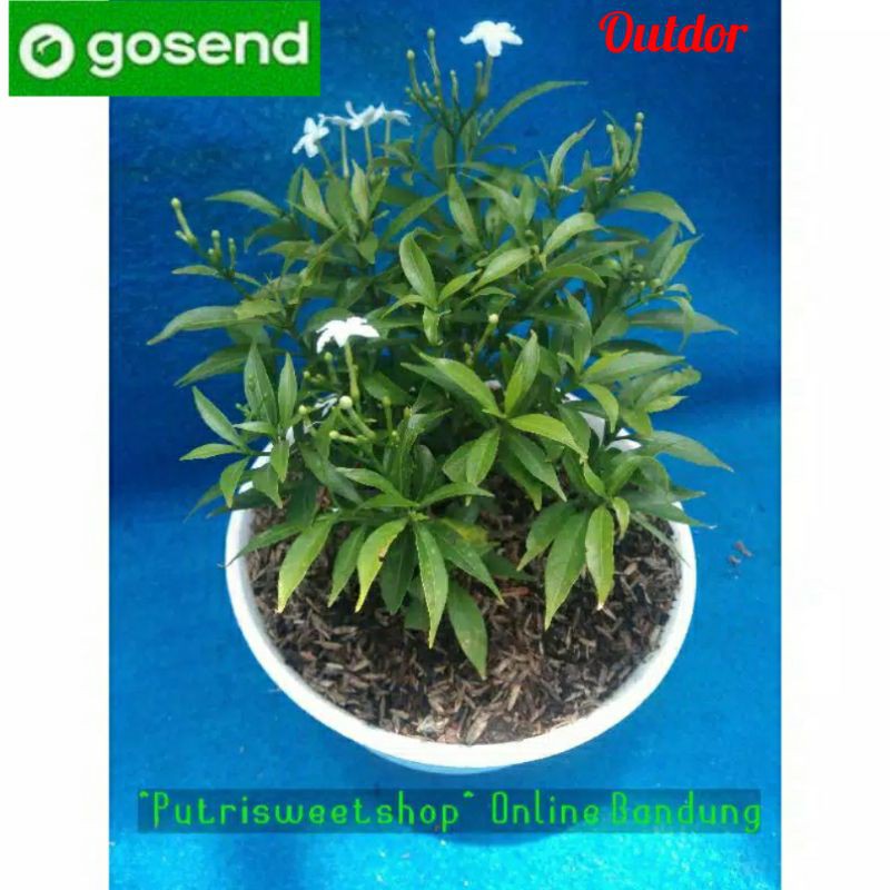 Jual Tanaman melati rembosa mini | Shopee Indonesia
