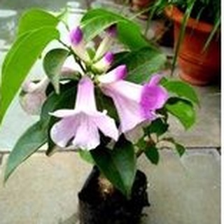 Jual Tanaman hias Garlic Vine plant/ mansoa alliacea/ purple trumpet ...