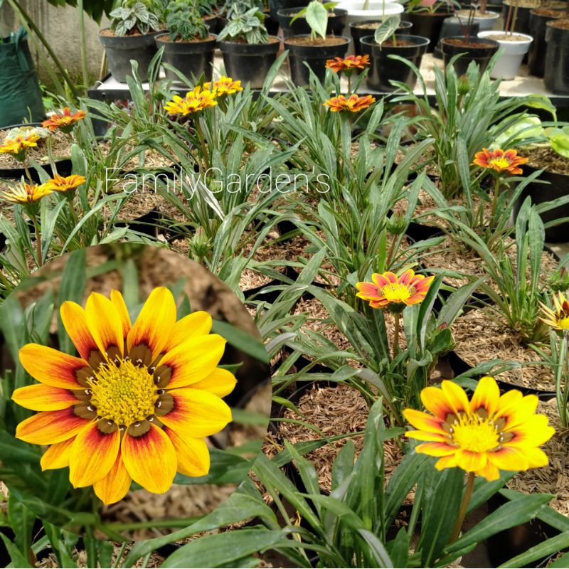 Jual Tanaman Hias Bunga Matahari Mini Gazania ( Selalu Berbunga ...