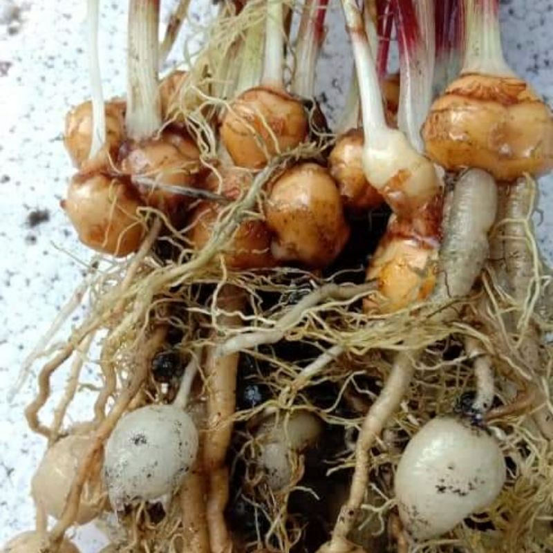 Jual Kunyit merah (rimpang bertunas/akar) | Shopee Indonesia