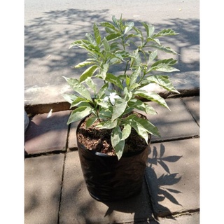 Jual Rombosa Putih / Rombosa Silver / Rombosa daun lebar / Rombusa ...