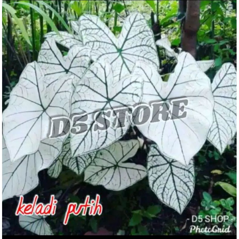 Jual Tanaman hias keladi caladium white christmas tanaman caladium ...