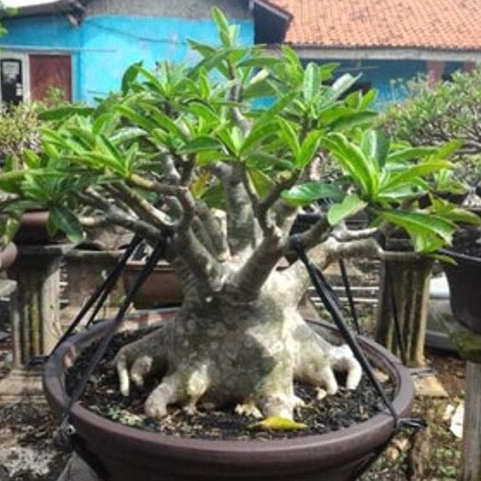Jual Bibit Benih Biji Adenium Black Stem Yak Lop Bu Ri -Biji Tanaman ...