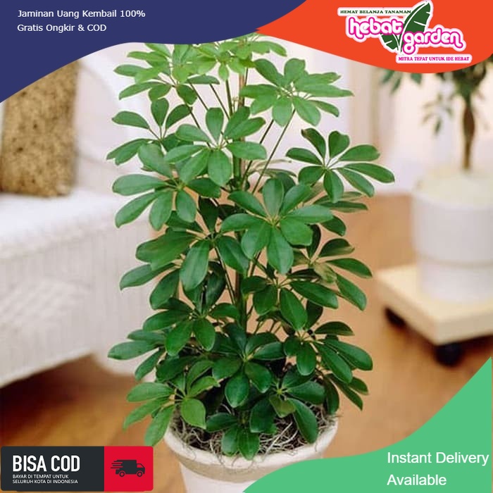 Jual Tanaman Walisongo hijau / Schefflera arboricola | Shopee Indonesia