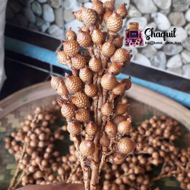 Jual biji rotan mini ( 1pak) Indonesia|Shopee Indonesia