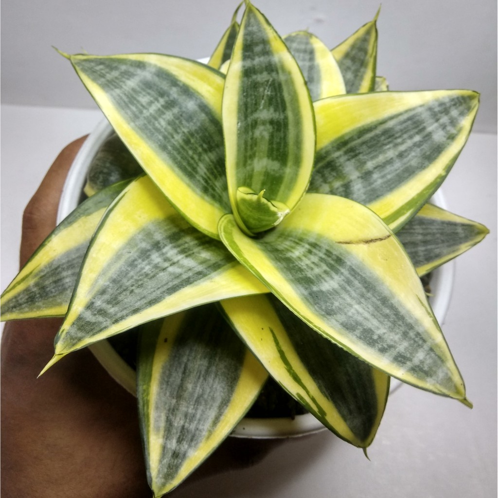 Jual Tanaman hias Sansevieria golden hahnii | Sansivera gold hahnii ...