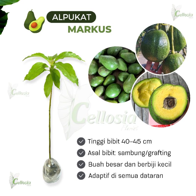Jual Bibit Tanaman Buah Alpukat Markus (Grafting, cepat berbuah ...