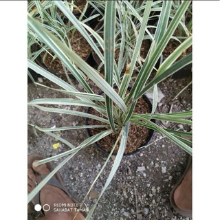 Jual Tanaman Ekor Kuda Putih - Tanaman Hias Ekor Kuda Tanaman Alang ...