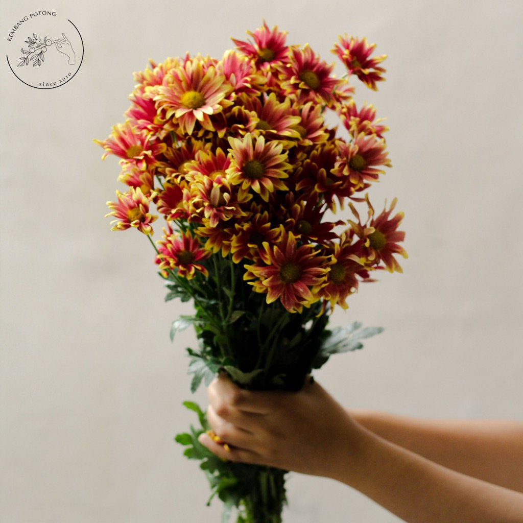 Jual bunga ASTER potong warna KUNING RE-MIX SEGAR(1Ikat isi 10 Tangkai ...