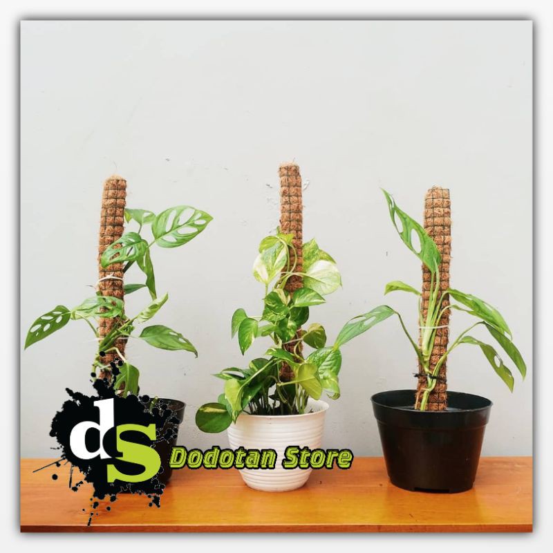 Jual HARGA GROSIRAN TIANG TURUS PENYANGGA TANAMAN RAMBAT 30CM / TURUS ...