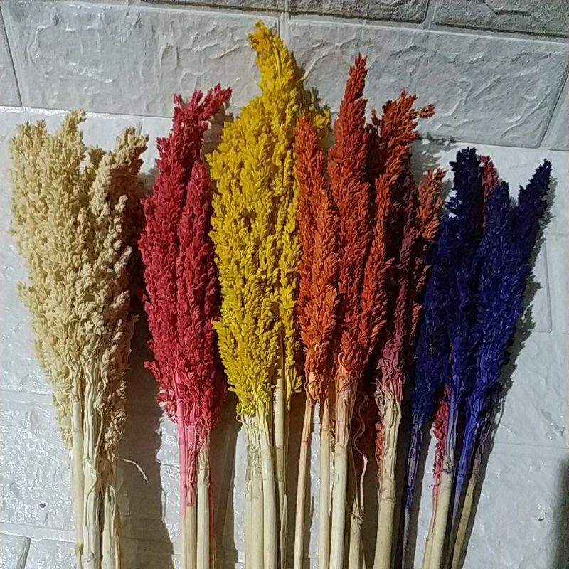 Jual BUNGA CANTEL/ SORGUM / bunga rustic / bunga hias / bunga kering ...