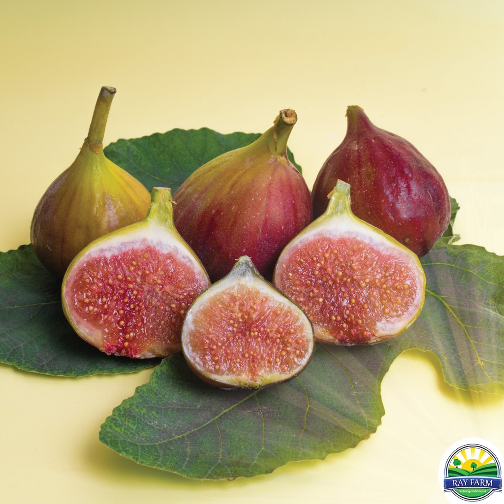 Jual 150 gram FLANDERS Organic Fresh Fig / Buah Tin Segar / Buah Ara ...