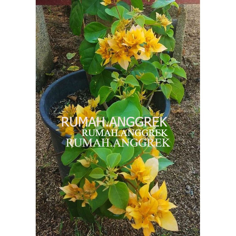 Jual Tanaman Bougenville kuning bibit bonsai stek batang, bogenvile ...