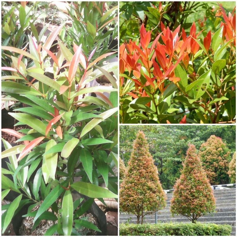 Jual Pucuk Merah Siap Tanam/Pohon pPucuk Merah Sudah Berakar Mantab ...