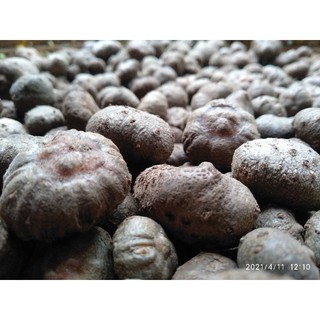 Jual BIBIT PORANG 1KG ISI 200-300 BUTIR BIBIT KATAK PORANG BULBIL ...