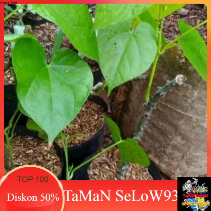 Jual Tanaman Herbal Antawali | Brotowali | Pohon Rambat Antawali ...