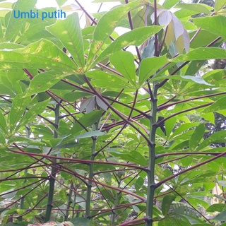 Jual Stek Batang Singkong_Ketela pohon 1 ikat | Shopee Indonesia