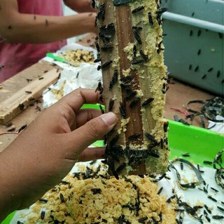 Jual Telur Lalat Maggot BSF 100 gr Bibit Maggot BSF | Shopee Indonesia