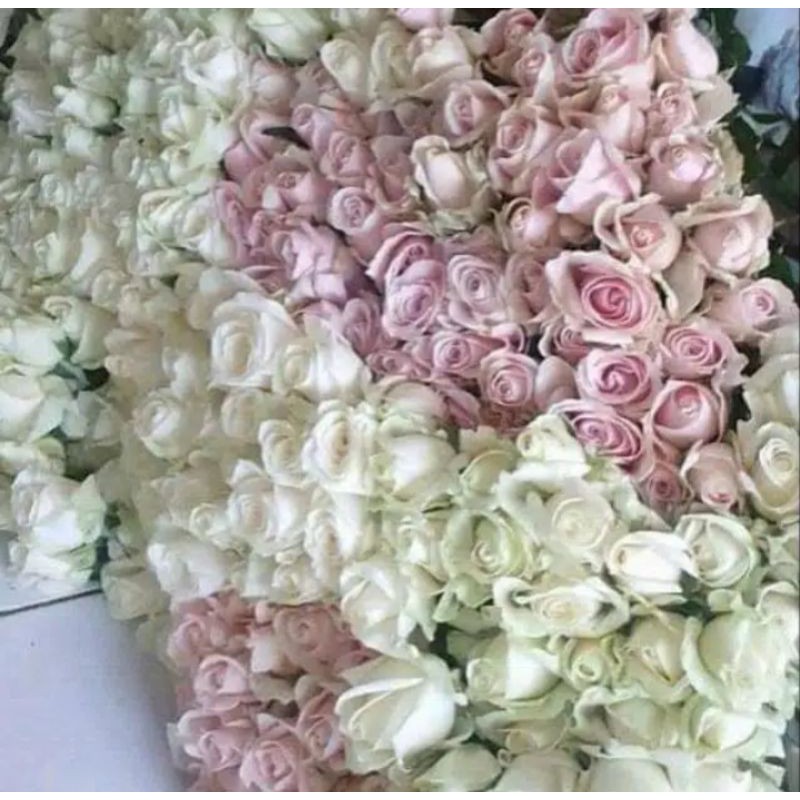 Jual Paket 50 batang Bunga mawar asli segar boleh mix warna | Shopee ...