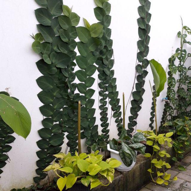 Tanaman hias kalatea pisang Calathea lutea | Shopee Indonesia