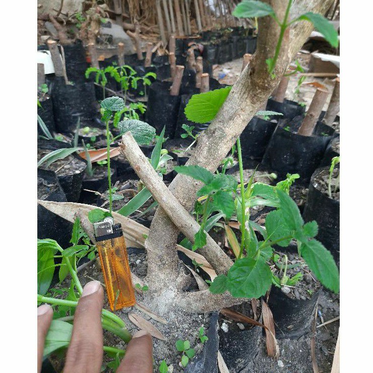 Jual Bahan bonsai Lantana camara / tembelek bunga orange cakep | Shopee ...